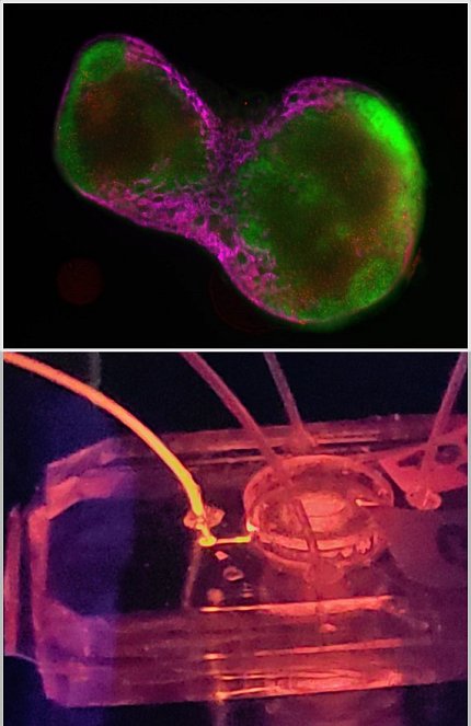 Pompano Builds New Lymph Node Models | NIH Record